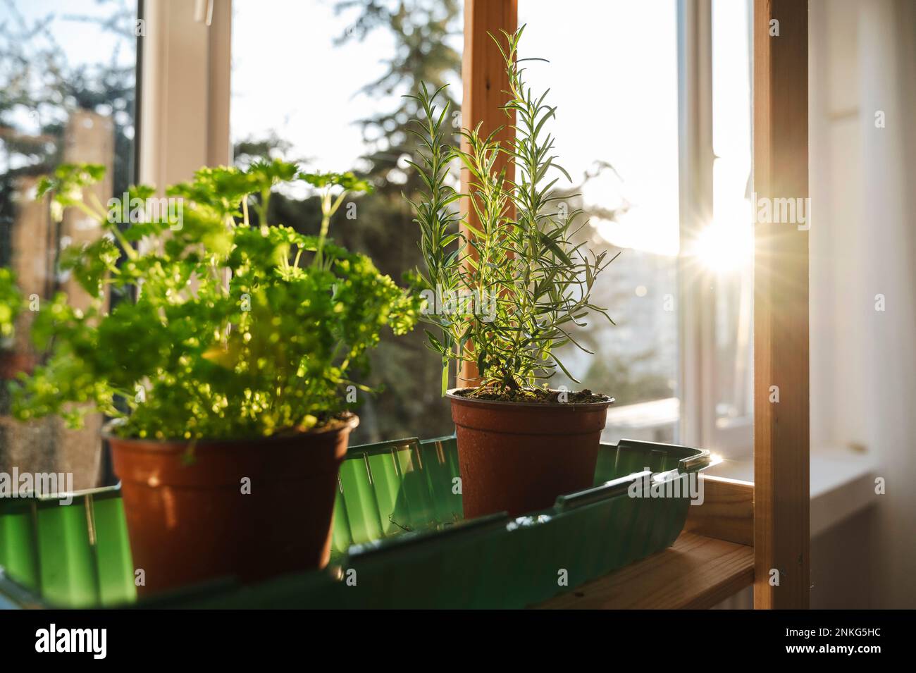 Sunlight on plants hi-res stock photography and images - Alamy