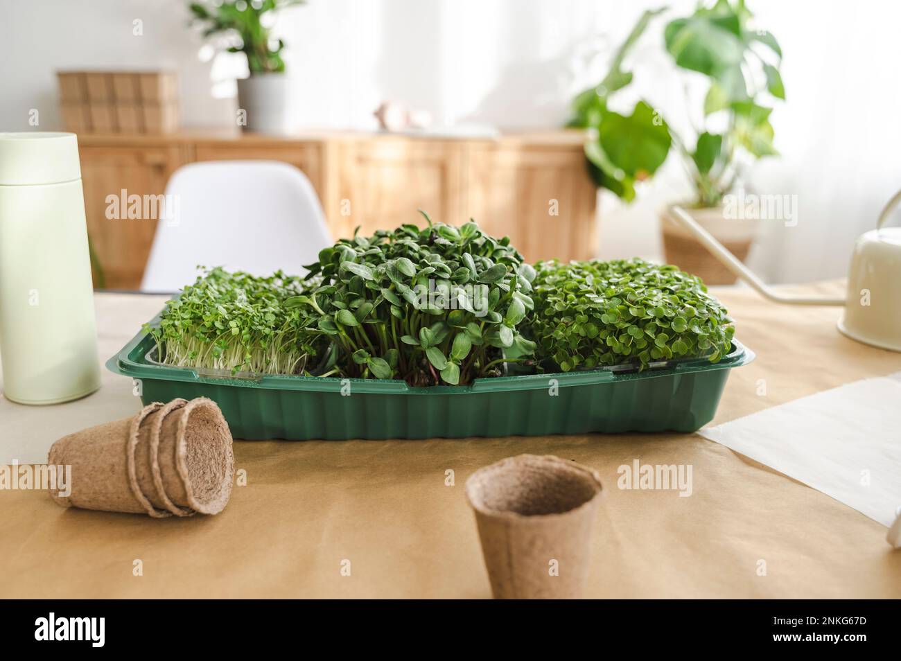 Container of green microgreens on table at home Stock Photo - Alamy