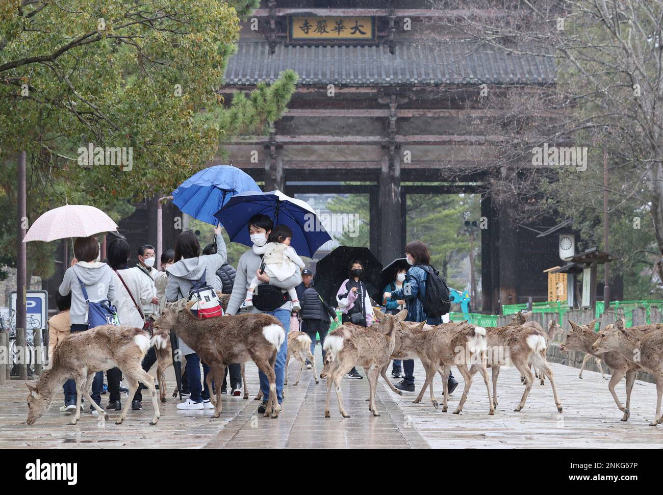 People enjoy strolling at a sightseeing site in Nara City, Nara ...
