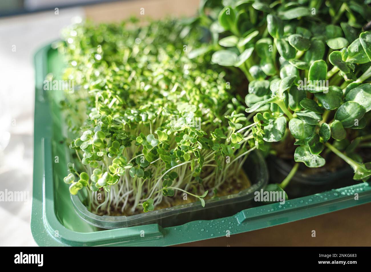 Fresh green microgreens in container Stock Photo - Alamy