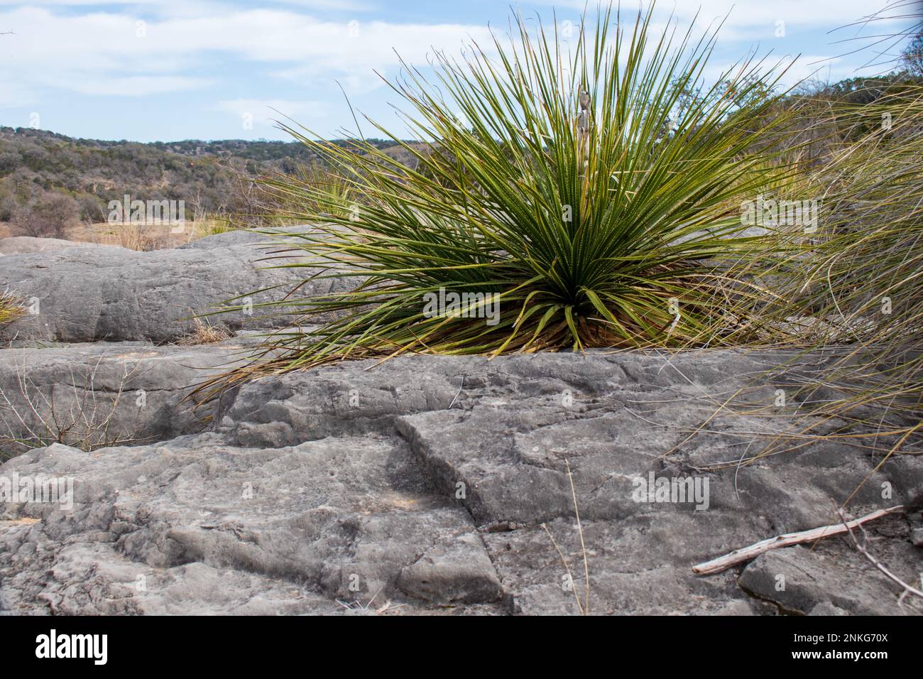 Closeup of Dasylirion Leiophyllum, Green Sotol, plants thriving on top ...