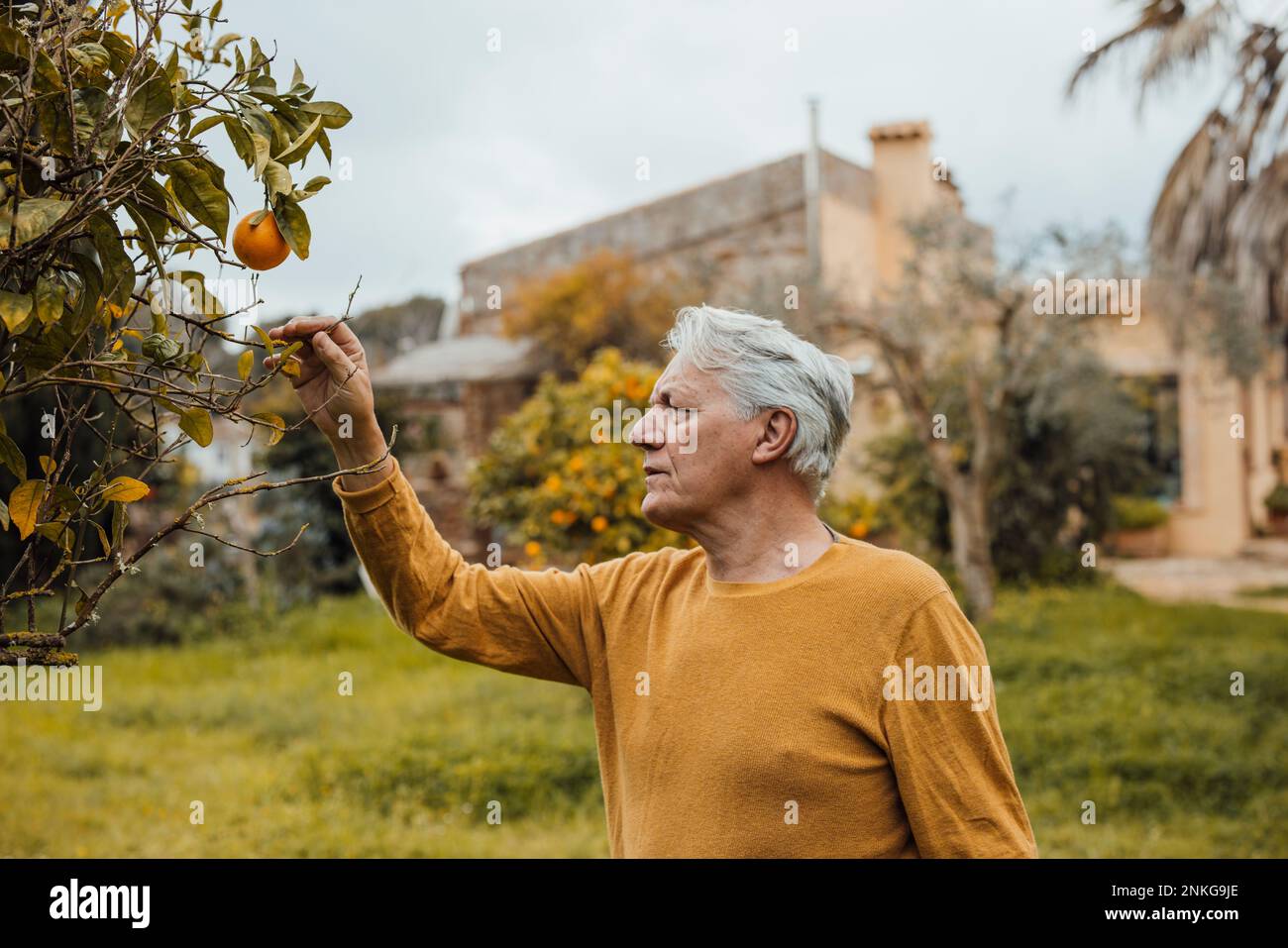 Senior man touching orange tree standing in front of house Stock Photo ...