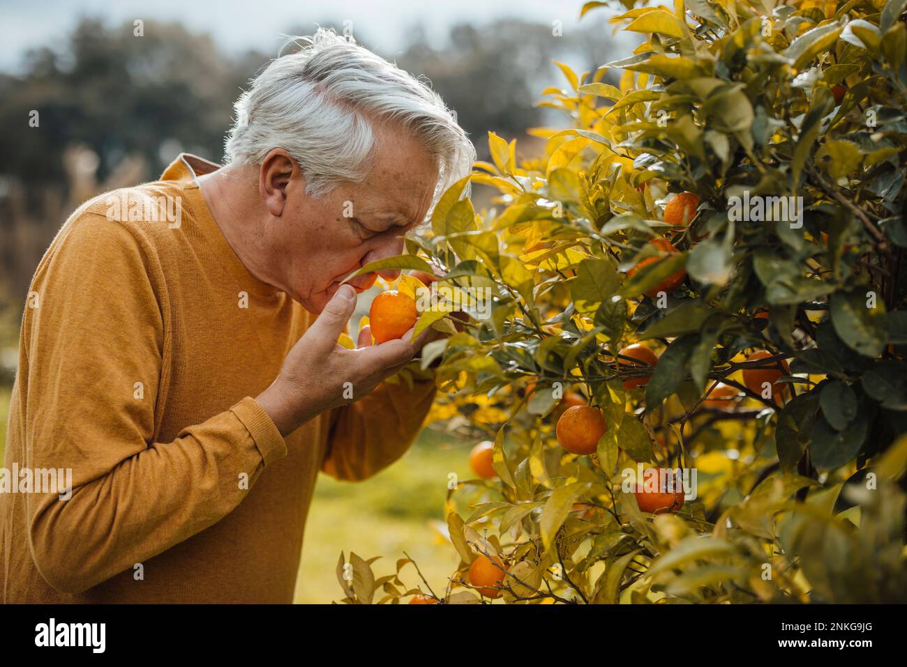 Senior man smelling orange fruit standing by tree Stock Photo - Alamy
