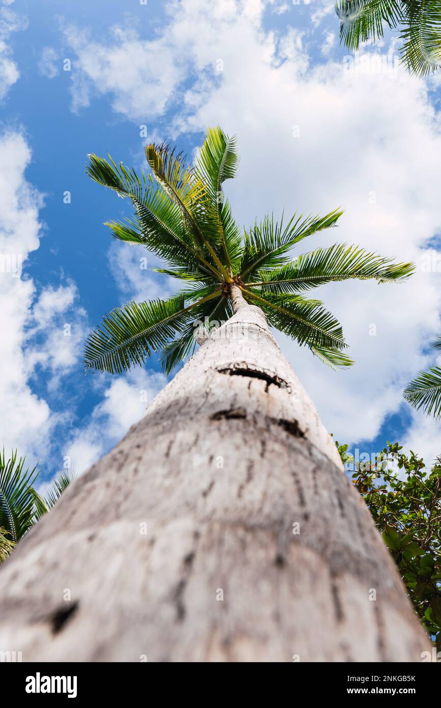 Tall tropical palm trees on hi-res stock photography and images - Alamy