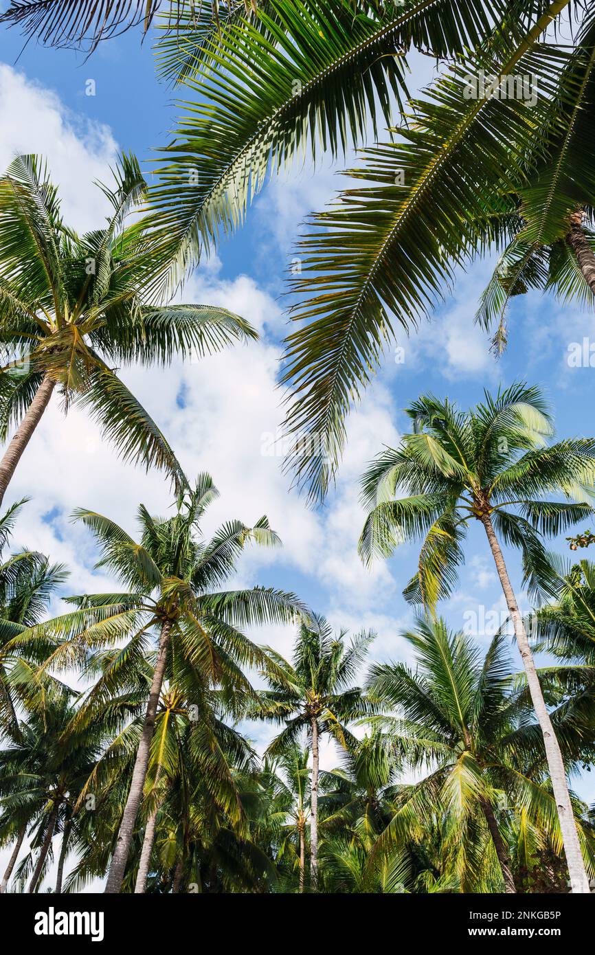 Palm trees under hi-res stock photography and images - Alamy