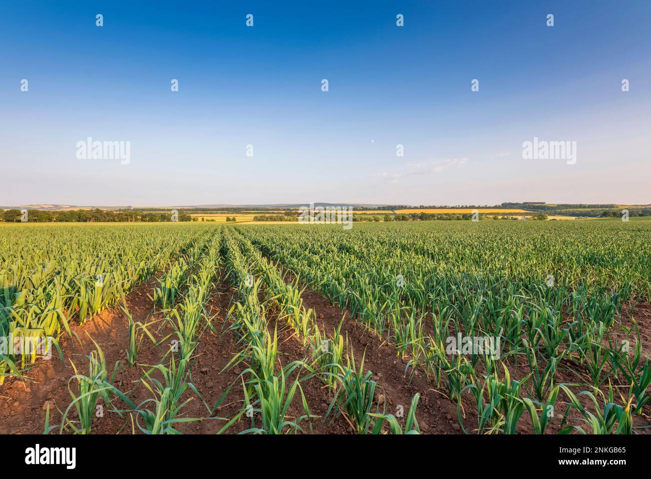 Rows of leeks in field under blue sky Stock Photo - Alamy
