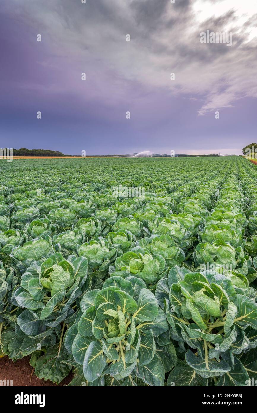 Storm clouds over field of brussels sprout at sunset Stock Photo - Alamy