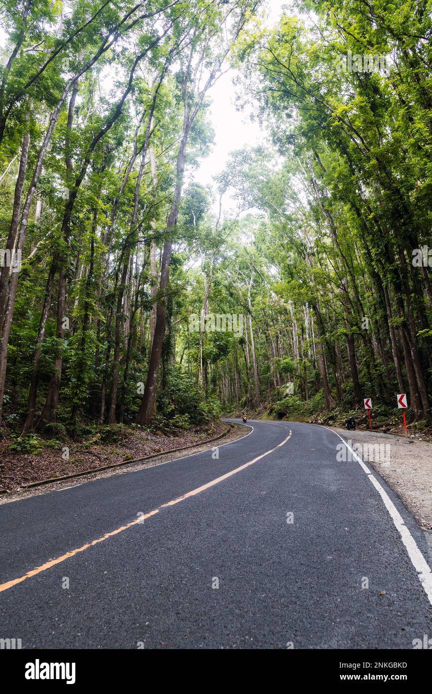 Amidst tall trees hi-res stock photography and images - Alamy