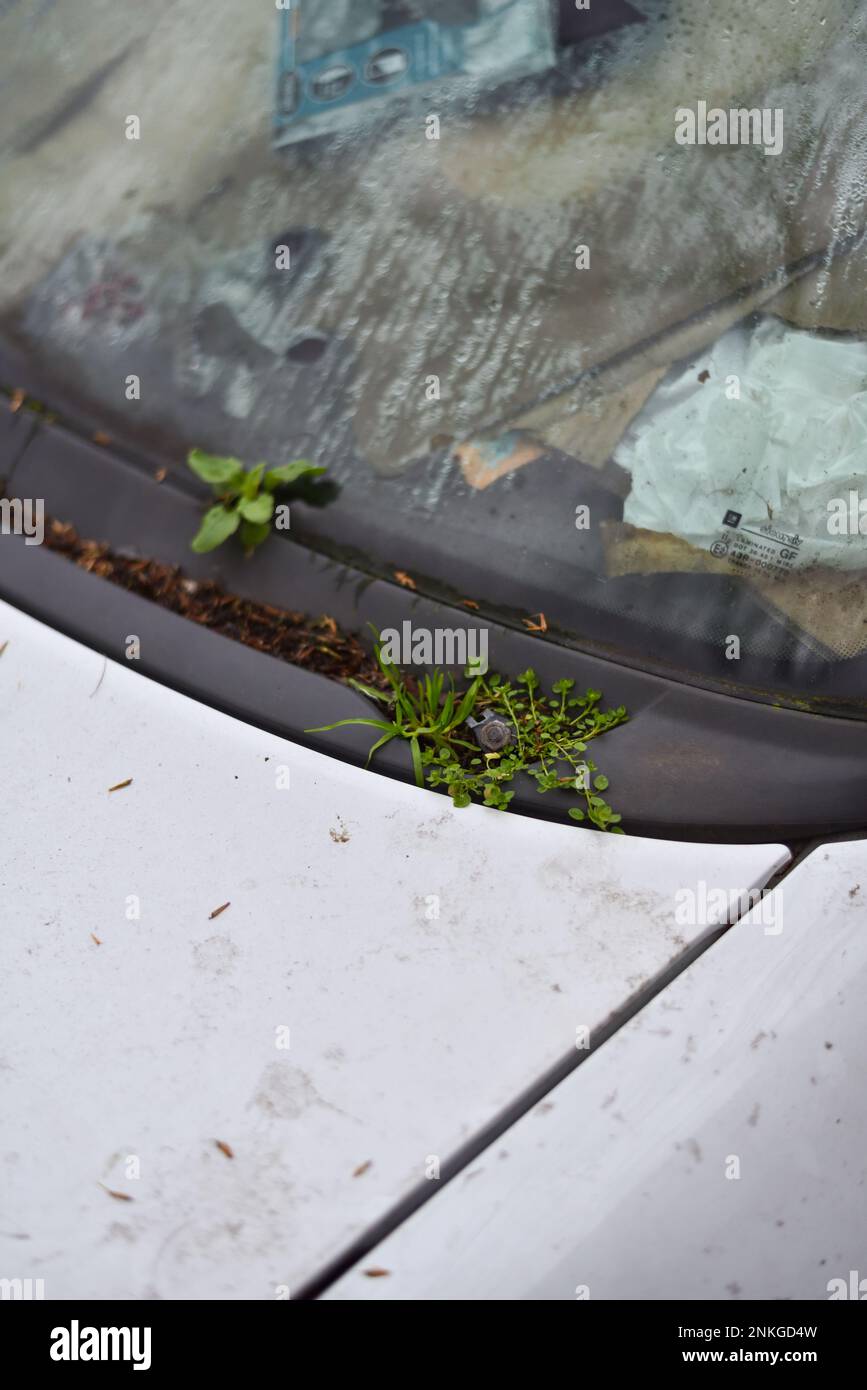 Plants Growing on Broken Car in Paris, France Stock Photo - Alamy