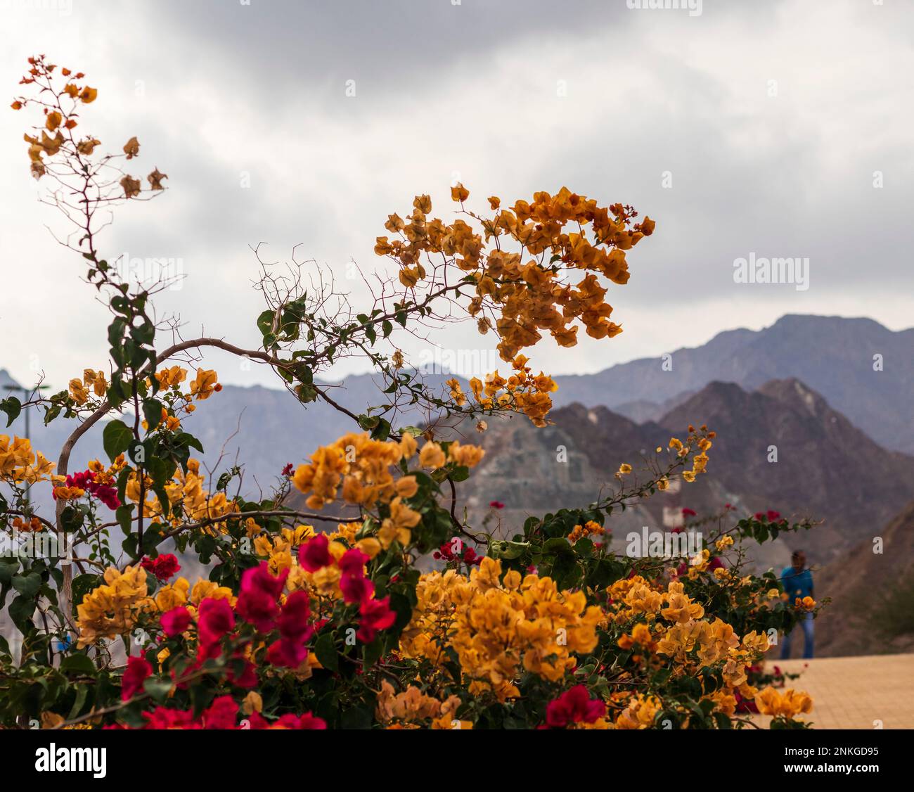 Mountains surrounding Al Rafisah Dam in Sharjah Emirate Stock Photo - Alamy