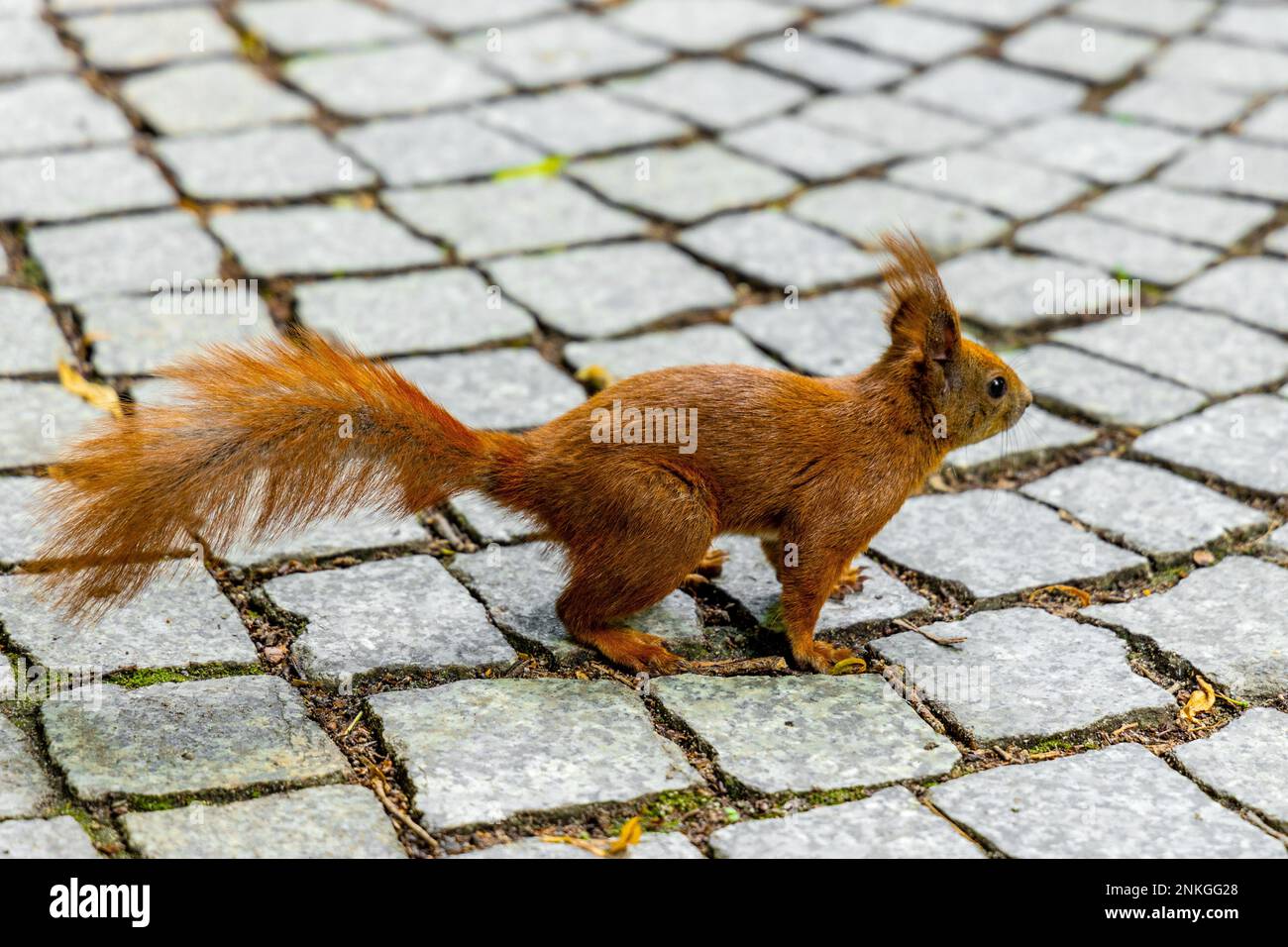 Single Red Squirrel - latin Sciurus vulgaris - on cobbled pavement in ...