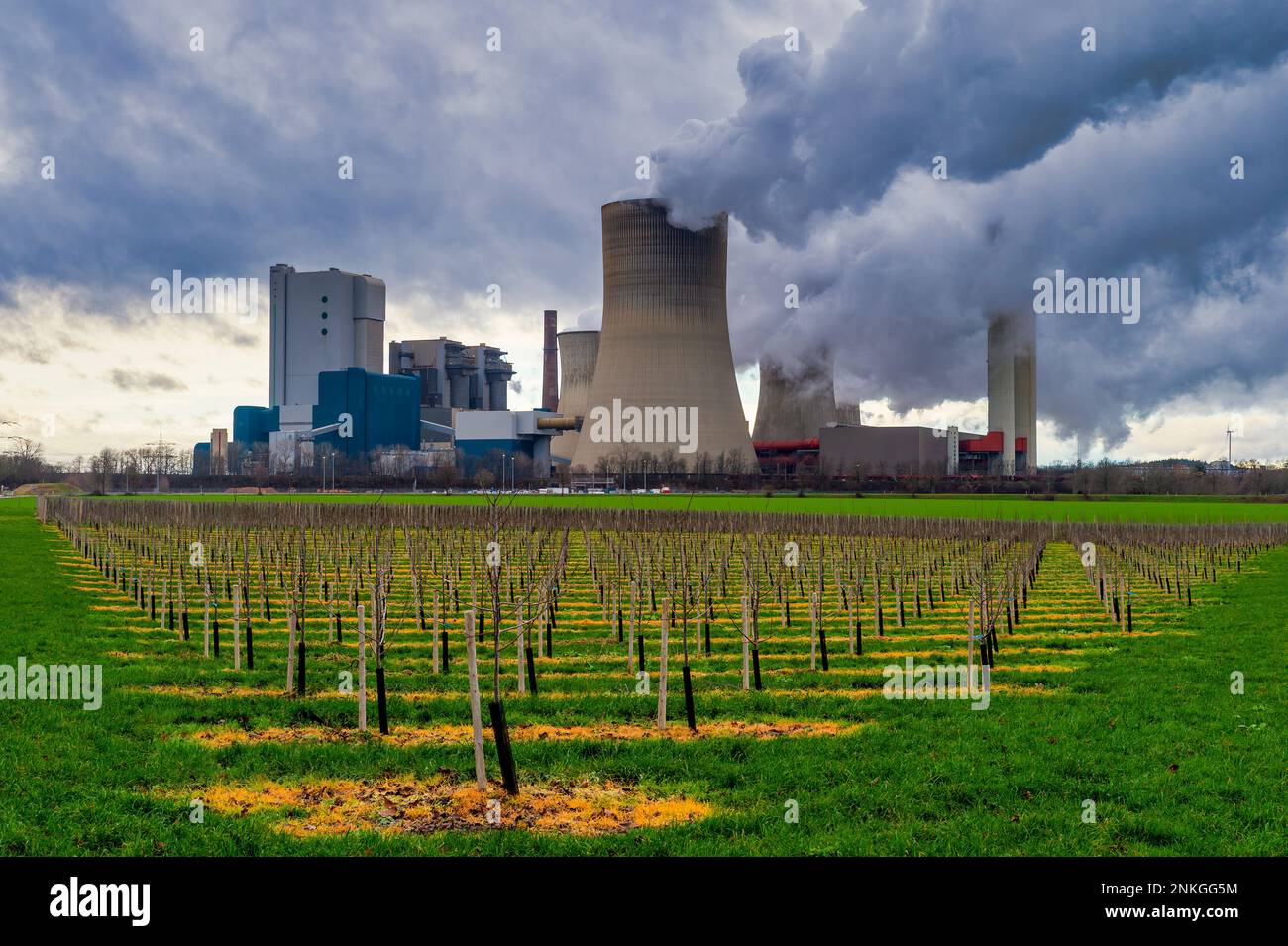 Germany, North Rhine Westphalia, Bergheim, Apple orchard in front of ...