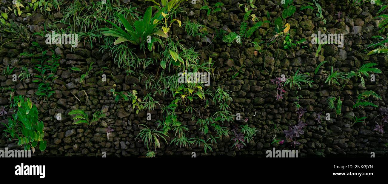 Green eco wall concept. Green ornamental plant on stone wall background ...