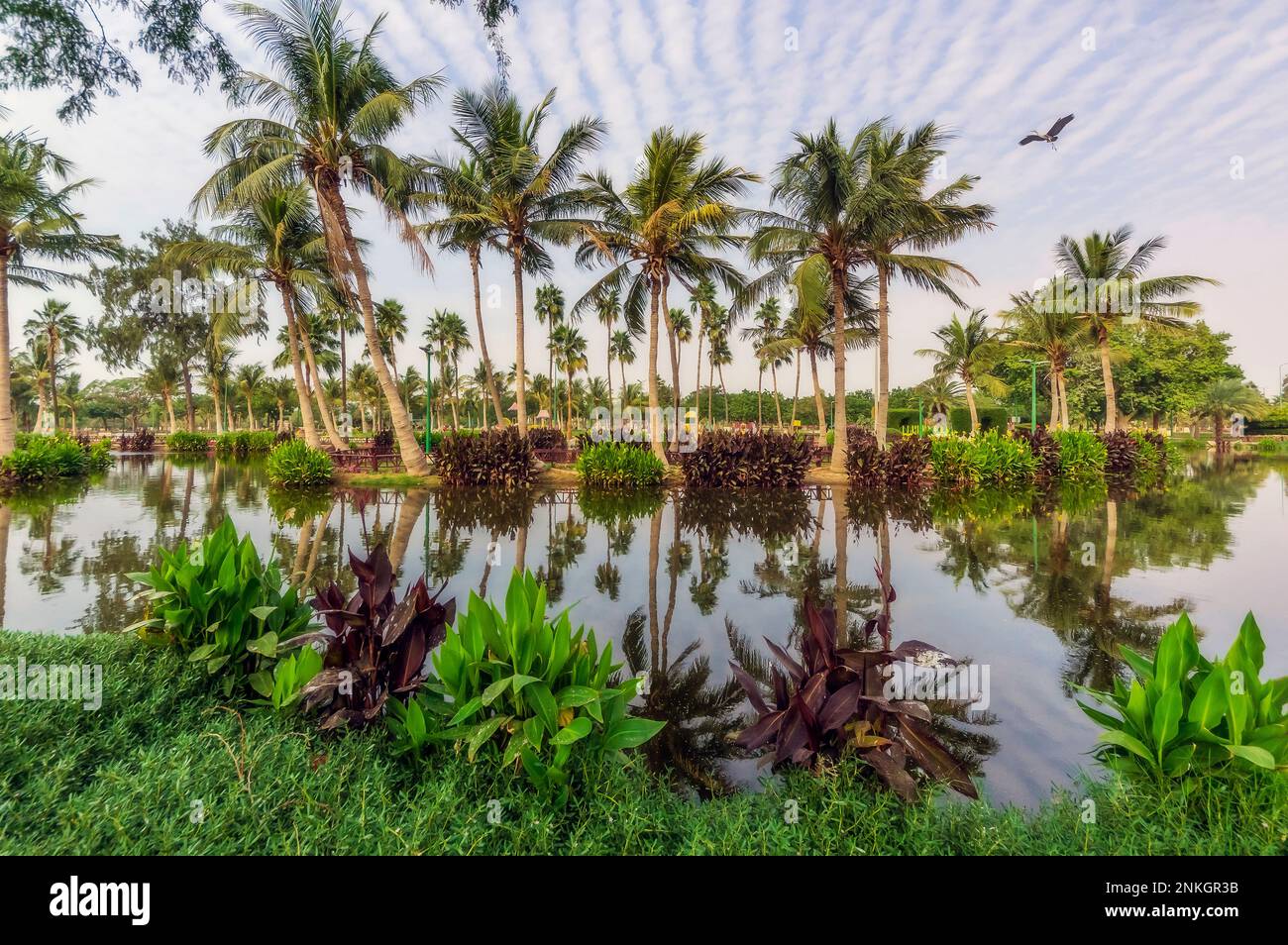 Reflection of palm trees in pond Stock Photo - Alamy
