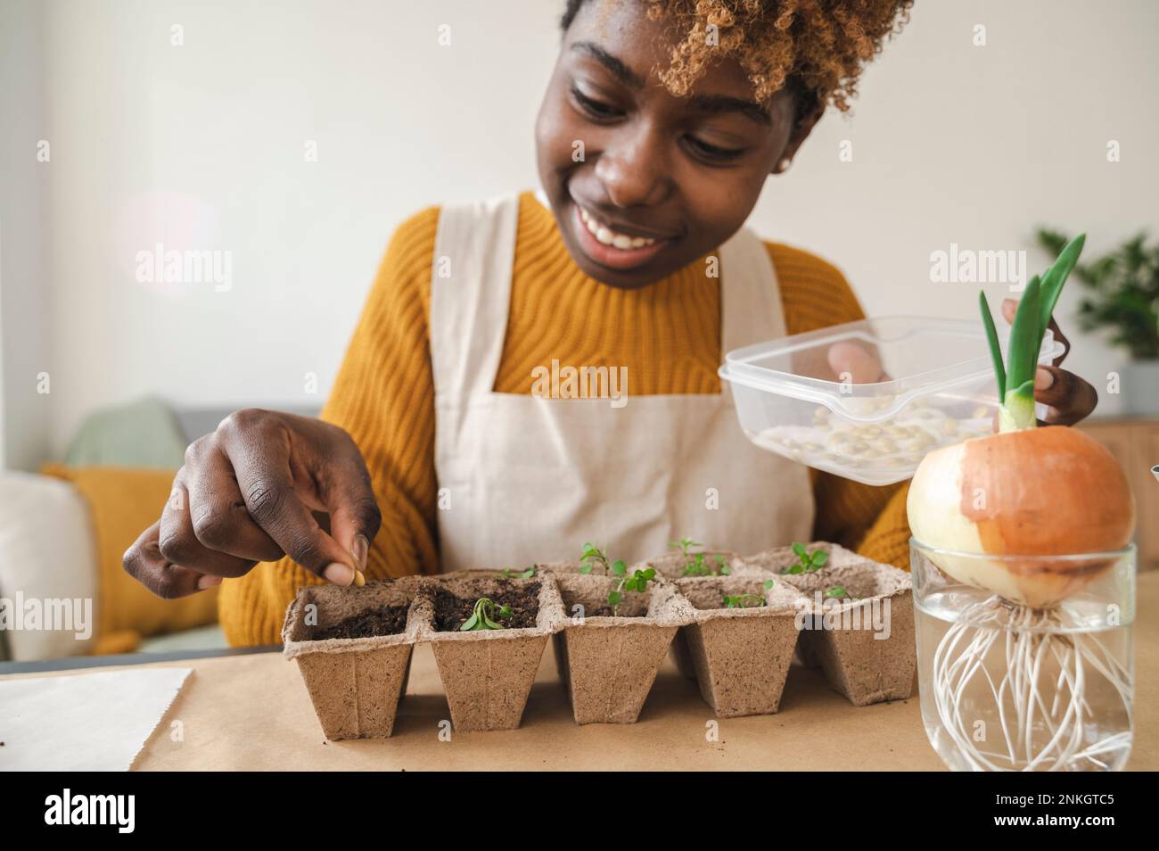 Happy woman planting sprouted lentil seeds in container at home Stock ...