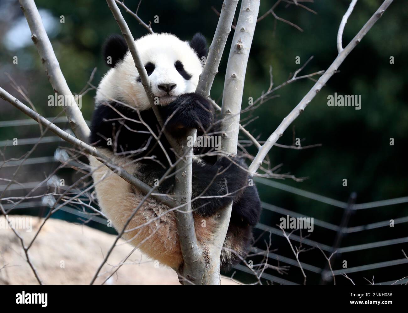 A twin giant panda cub Lei Lei climbs a tree at Ueno Zoological Gardens ...