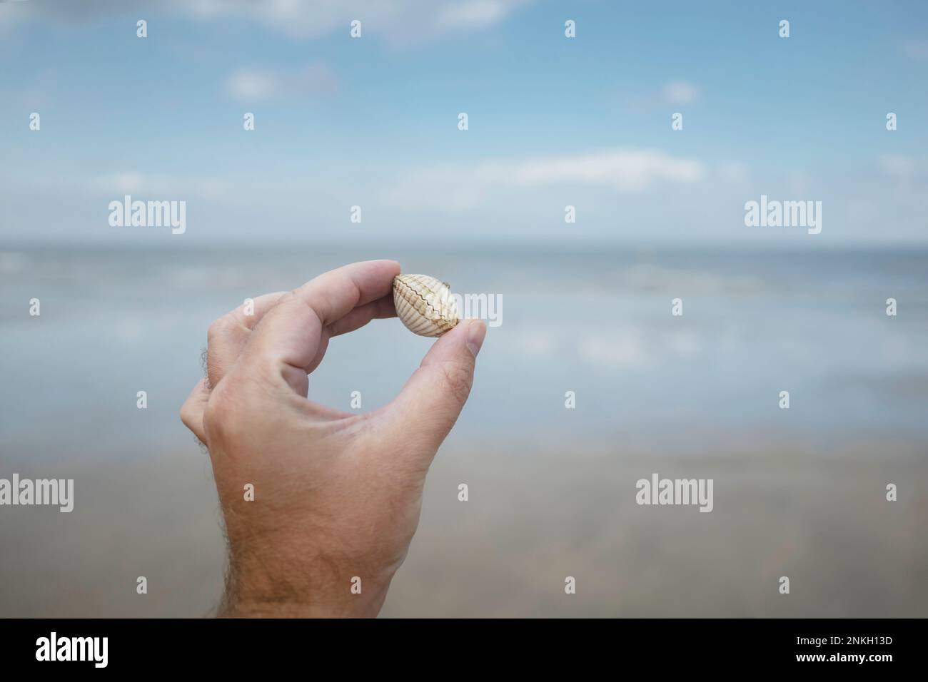 Seashell at beach hi-res stock photography and images - Alamy