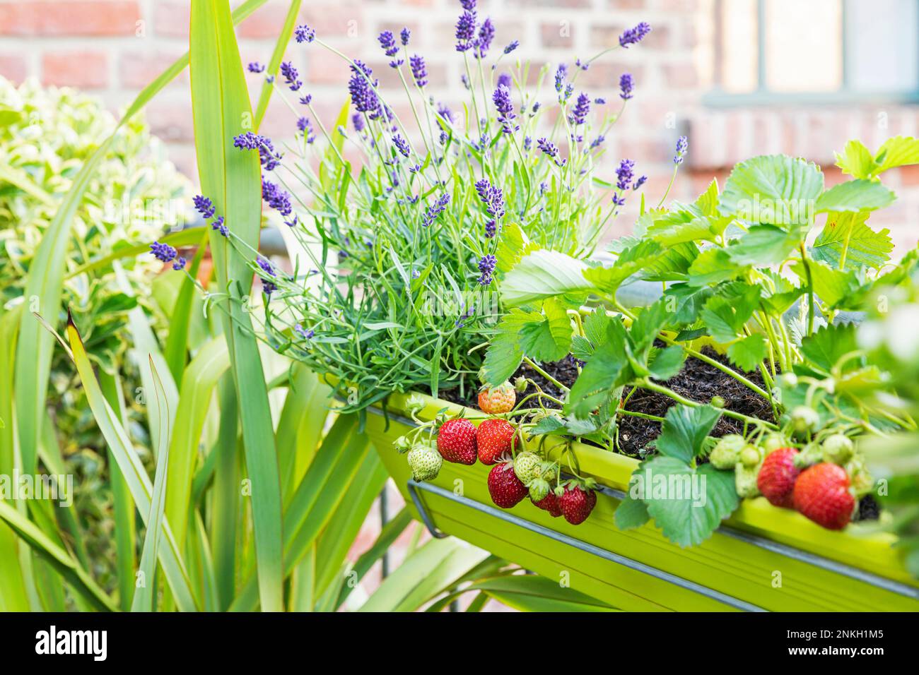 Strawberries and lavender cultivated in balcony herb garden Stock Photo ...