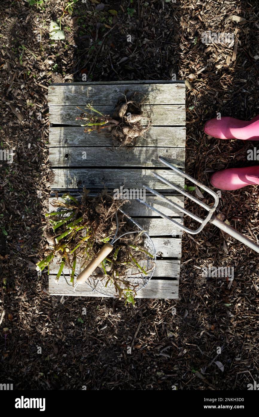 Boots of woman standing in front of freshly dug dahlia tubers Stock ...