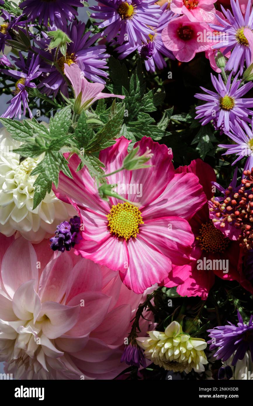 Seasonal flowers hi-res stock photography and images - Alamy