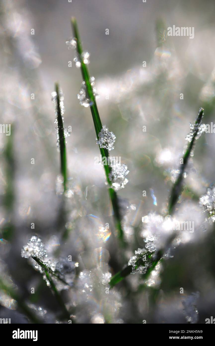 Macro photography of frosted blades of grass Stock Photo - Alamy