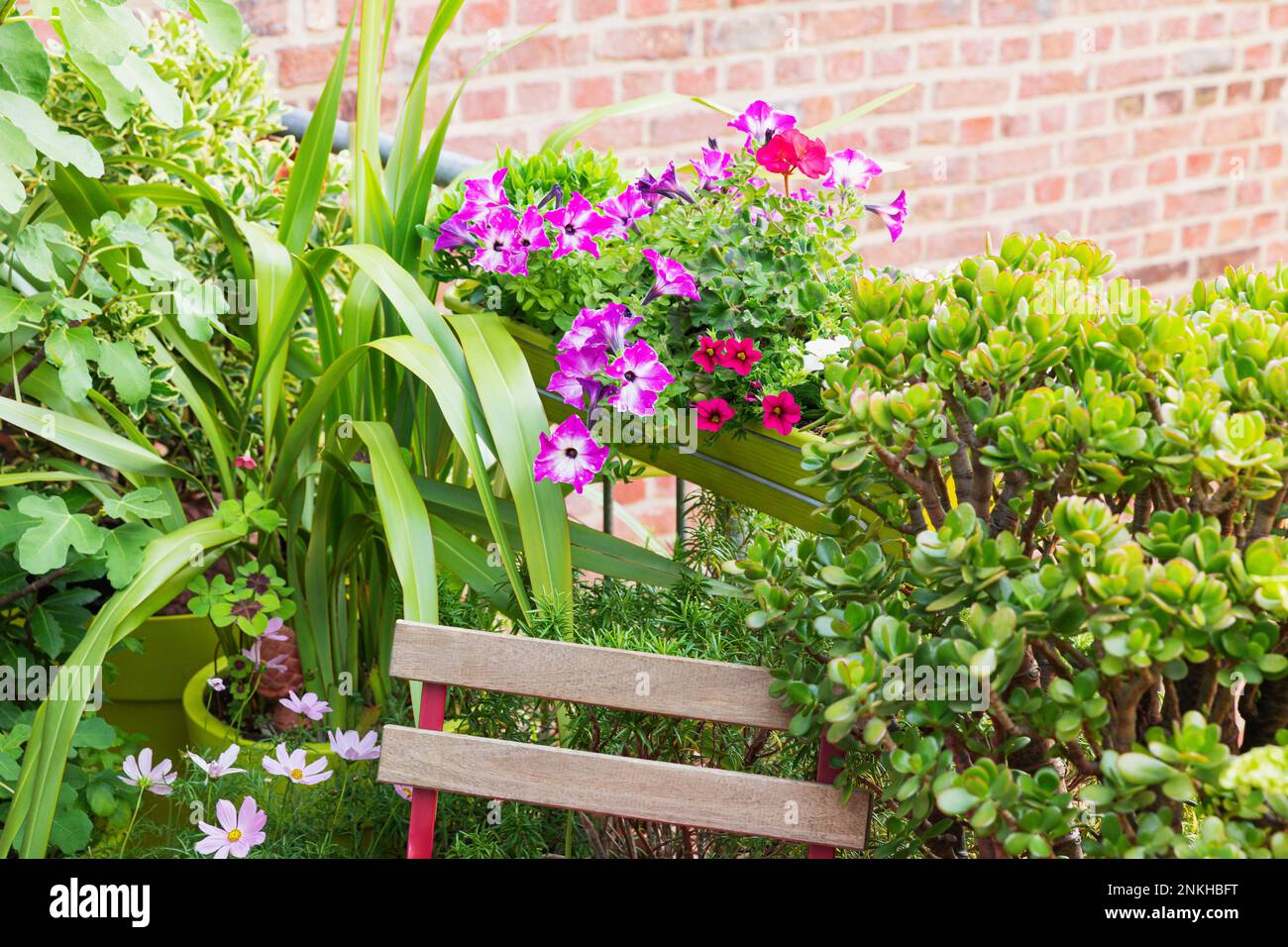 Various plants cultivated in balcony garden Stock Photo - Alamy