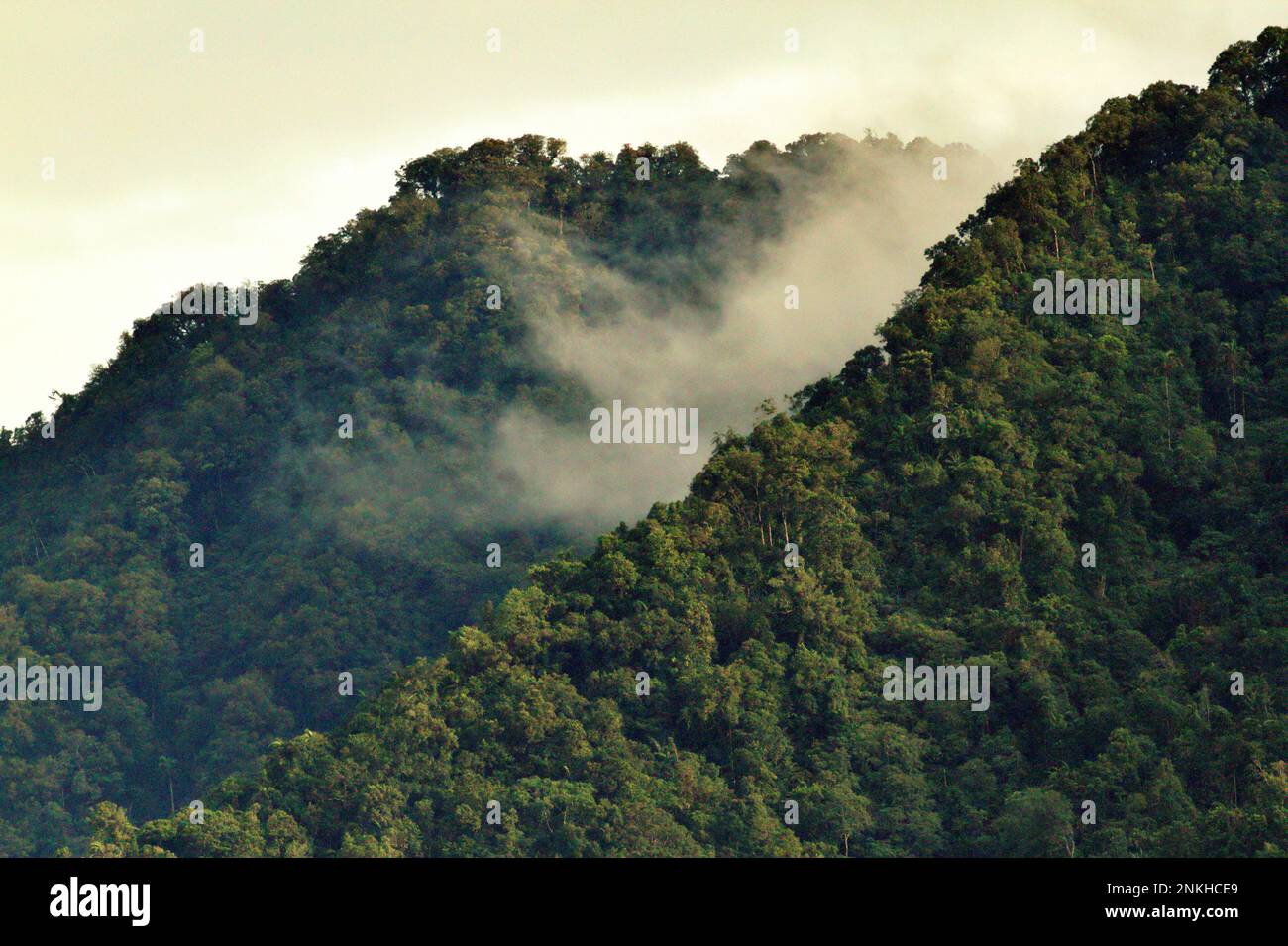 Rainforest on the slopes of Mount Duasudara in North Sulawesi ...
