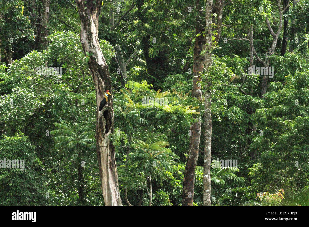 Climate resilient trees hi-res stock photography and images - Alamy