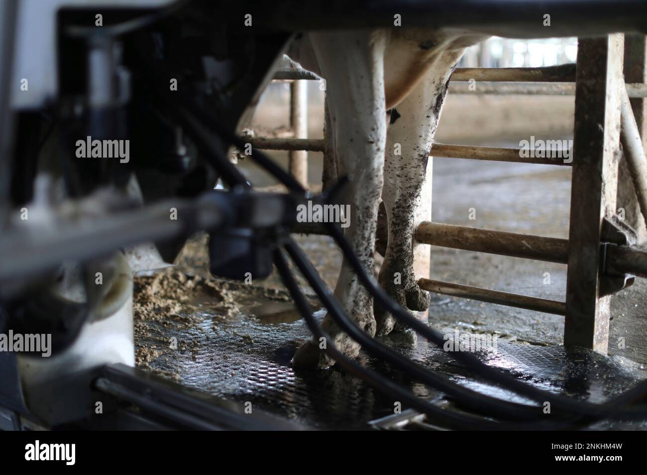 A dairy cow, of the Friesian cattle breed, while being milked, on the ...
