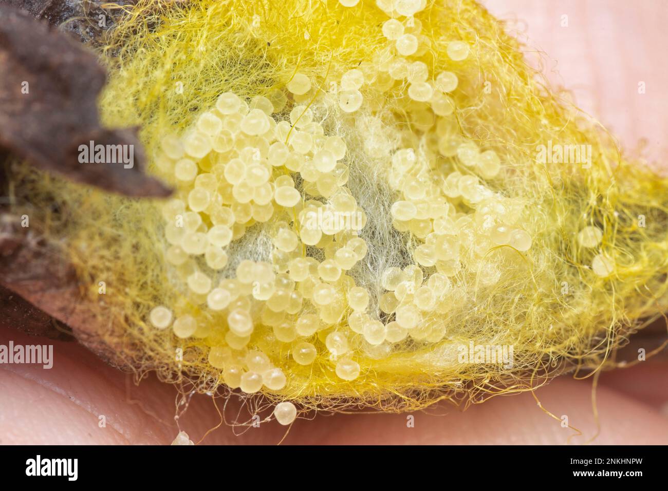unhatched tiny spider eggs on the silk sac web Stock Photo - Alamy