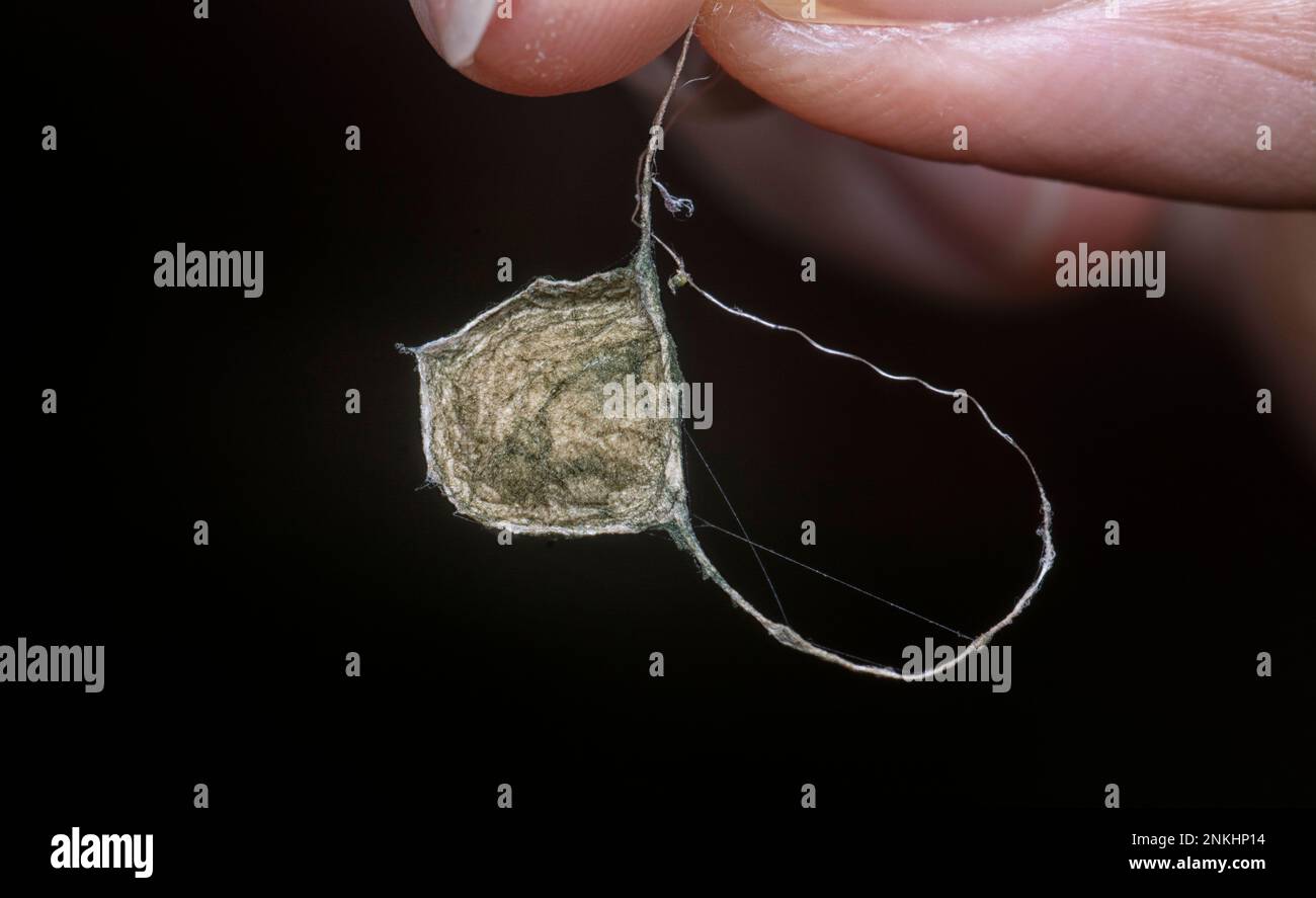 spider woven sac hanging on the cobweb Stock Photo - Alamy