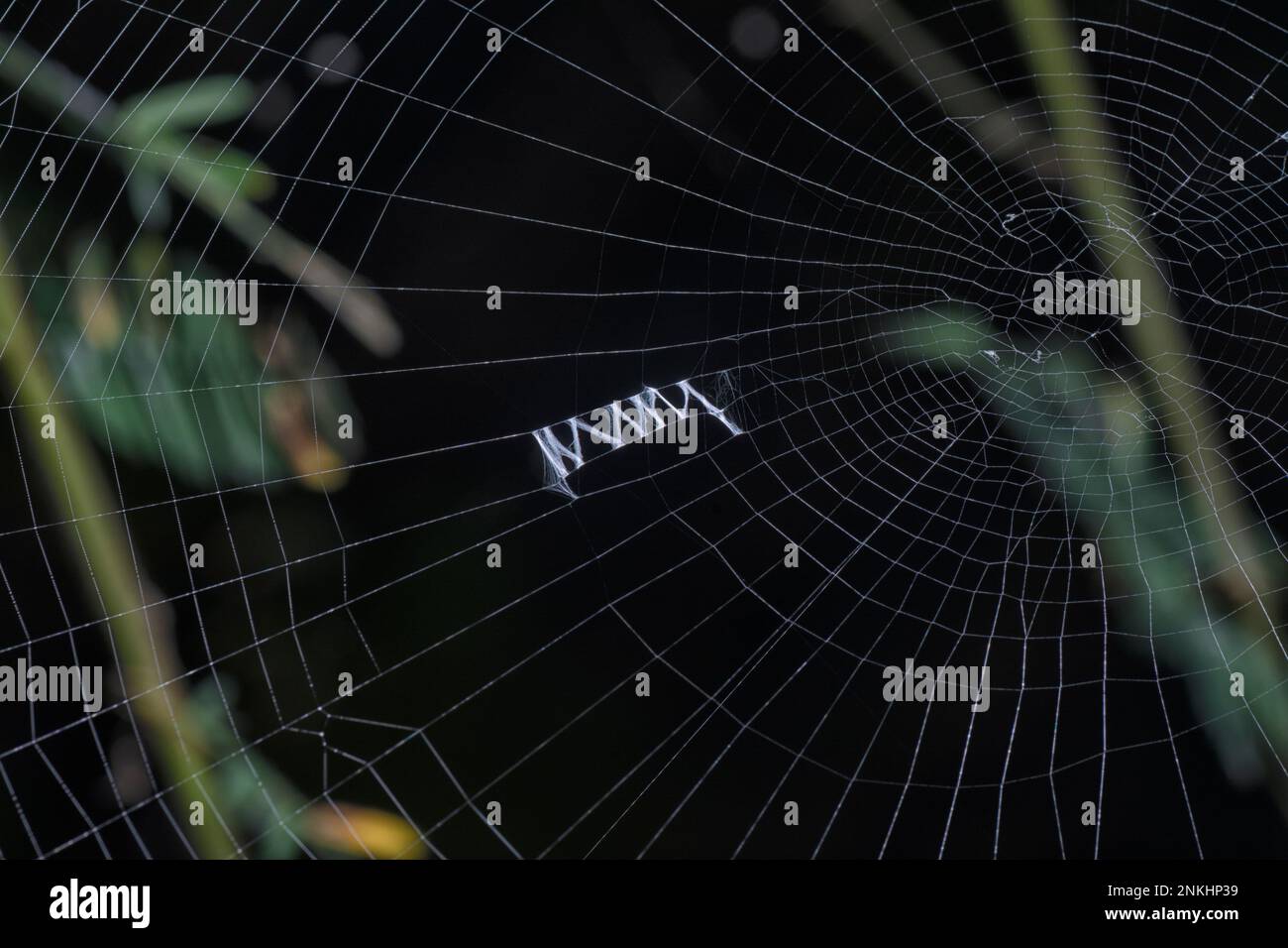 spider woven sac hanging on the cobweb Stock Photo - Alamy