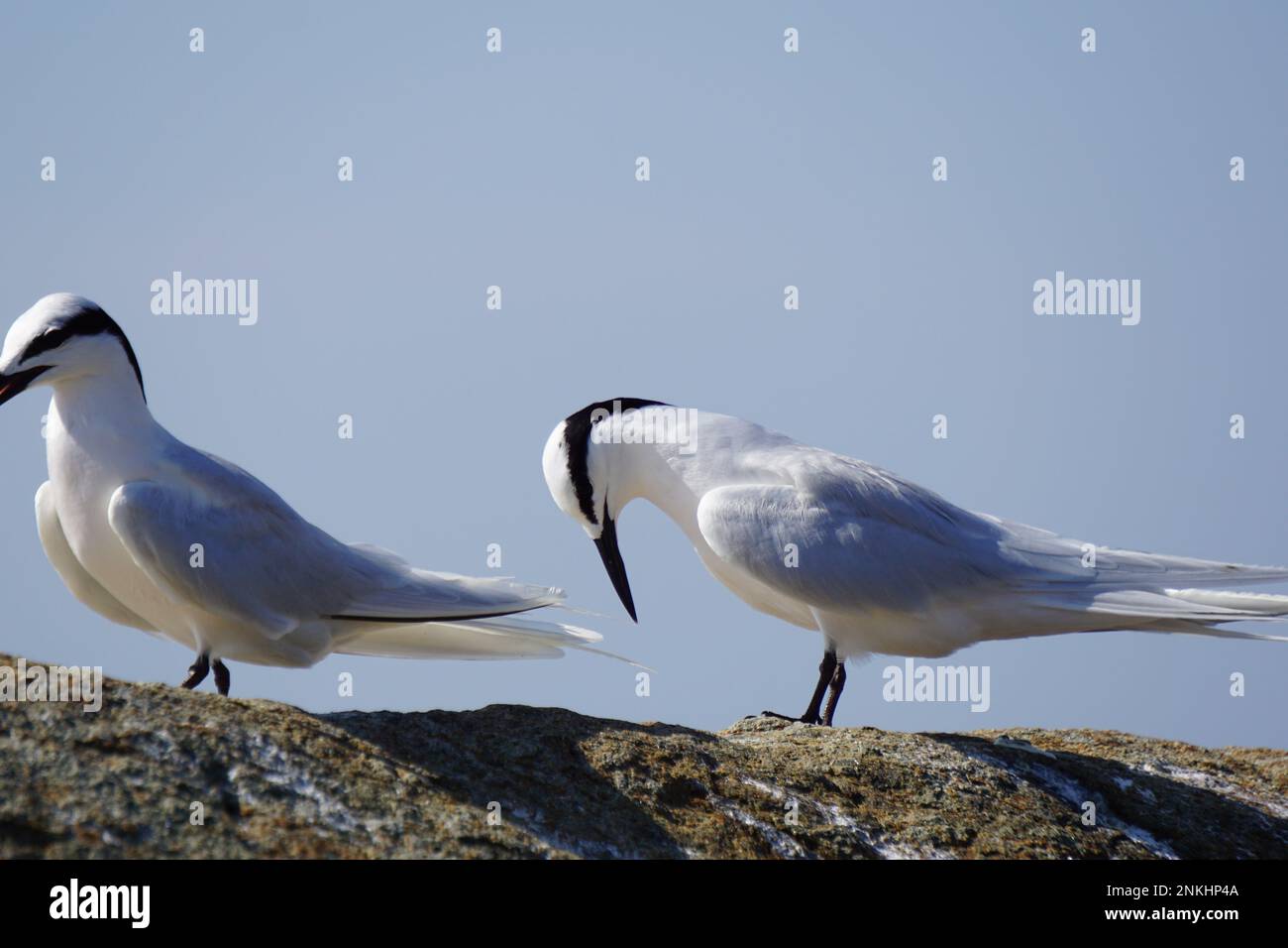 Forsters tern sterna forsteri on beach hi-res stock photography and ...