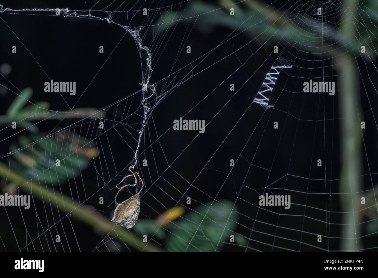 spider woven sac hanging on the cobweb Stock Photo - Alamy