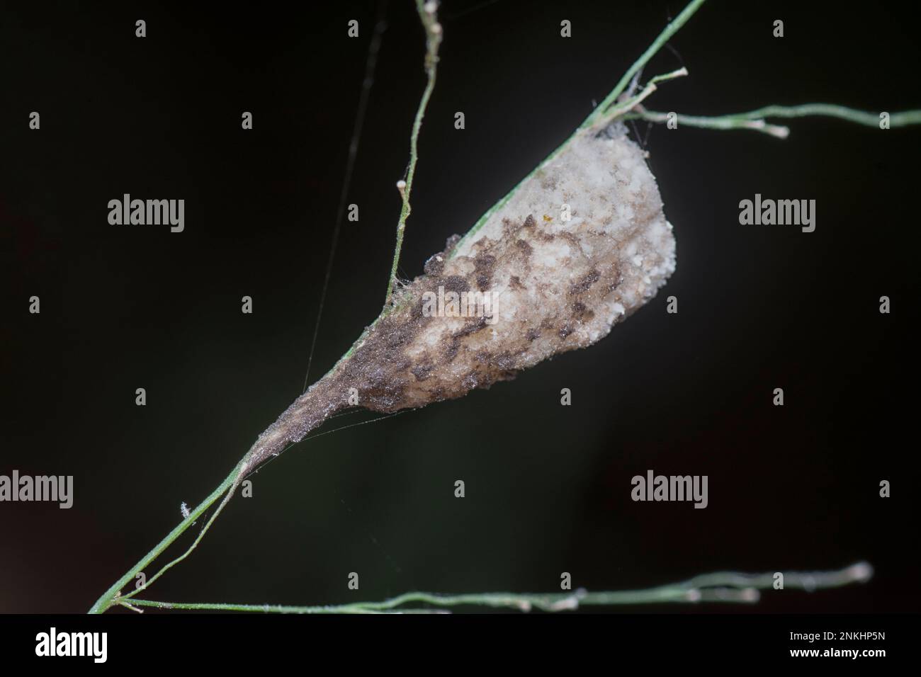spider woven sac hanging on the cobweb Stock Photo - Alamy