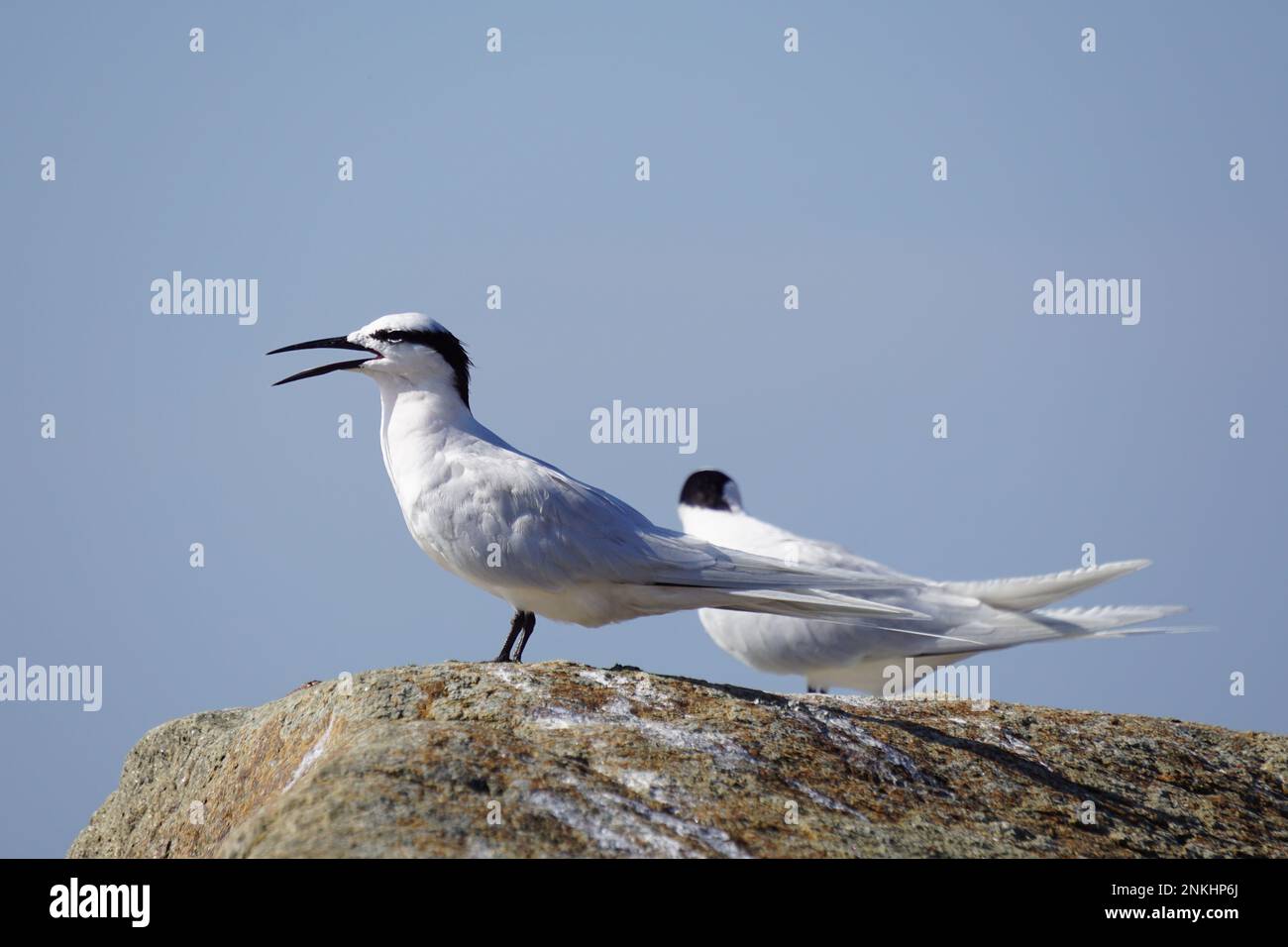 Forster's tern bird on the rock Stock Photo - Alamy