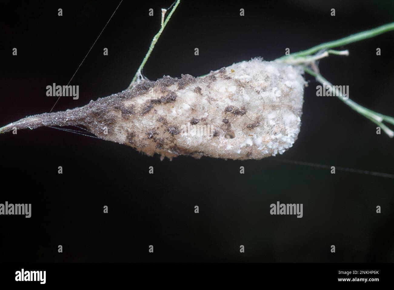 spider woven sac hanging on the cobweb Stock Photo - Alamy