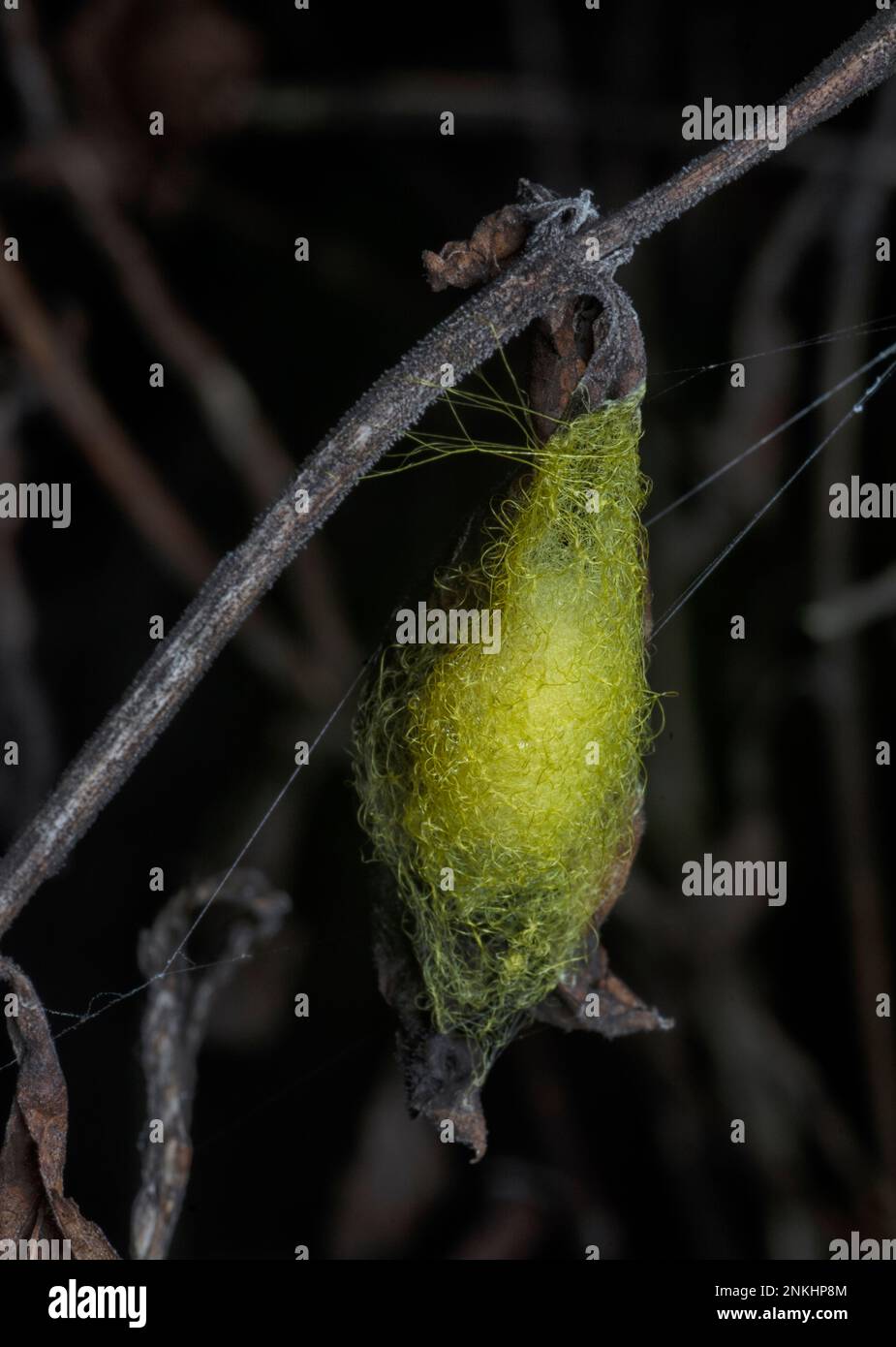 Cluster of spider eggs hi-res stock photography and images - Alamy
