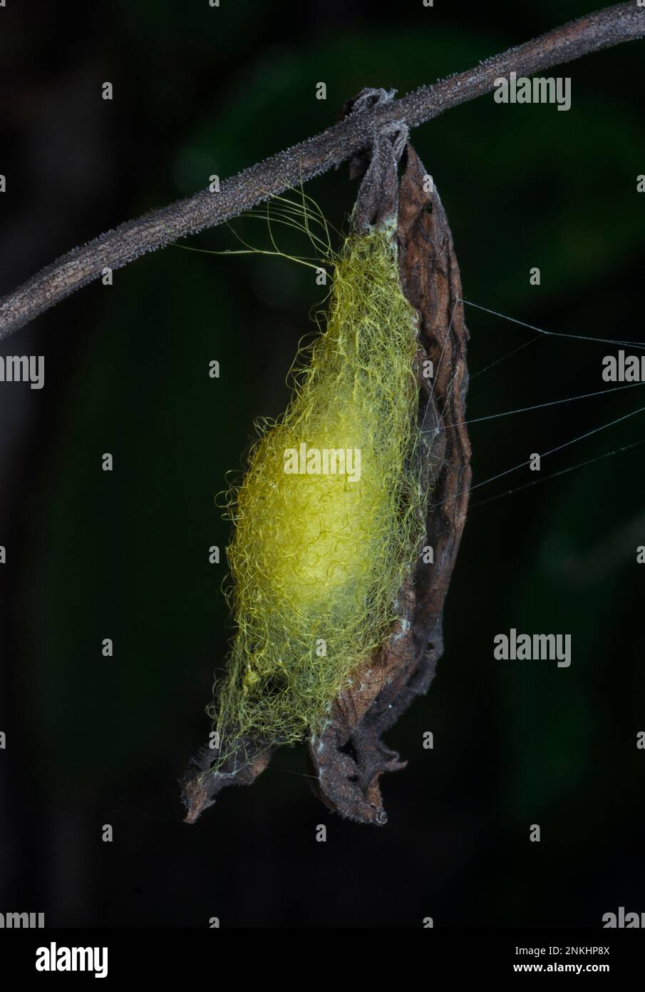 spider woven sac hanging on the cobweb Stock Photo - Alamy
