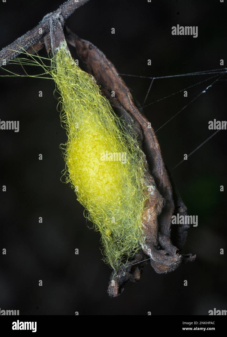 spider woven sac hanging on the cobweb Stock Photo - Alamy