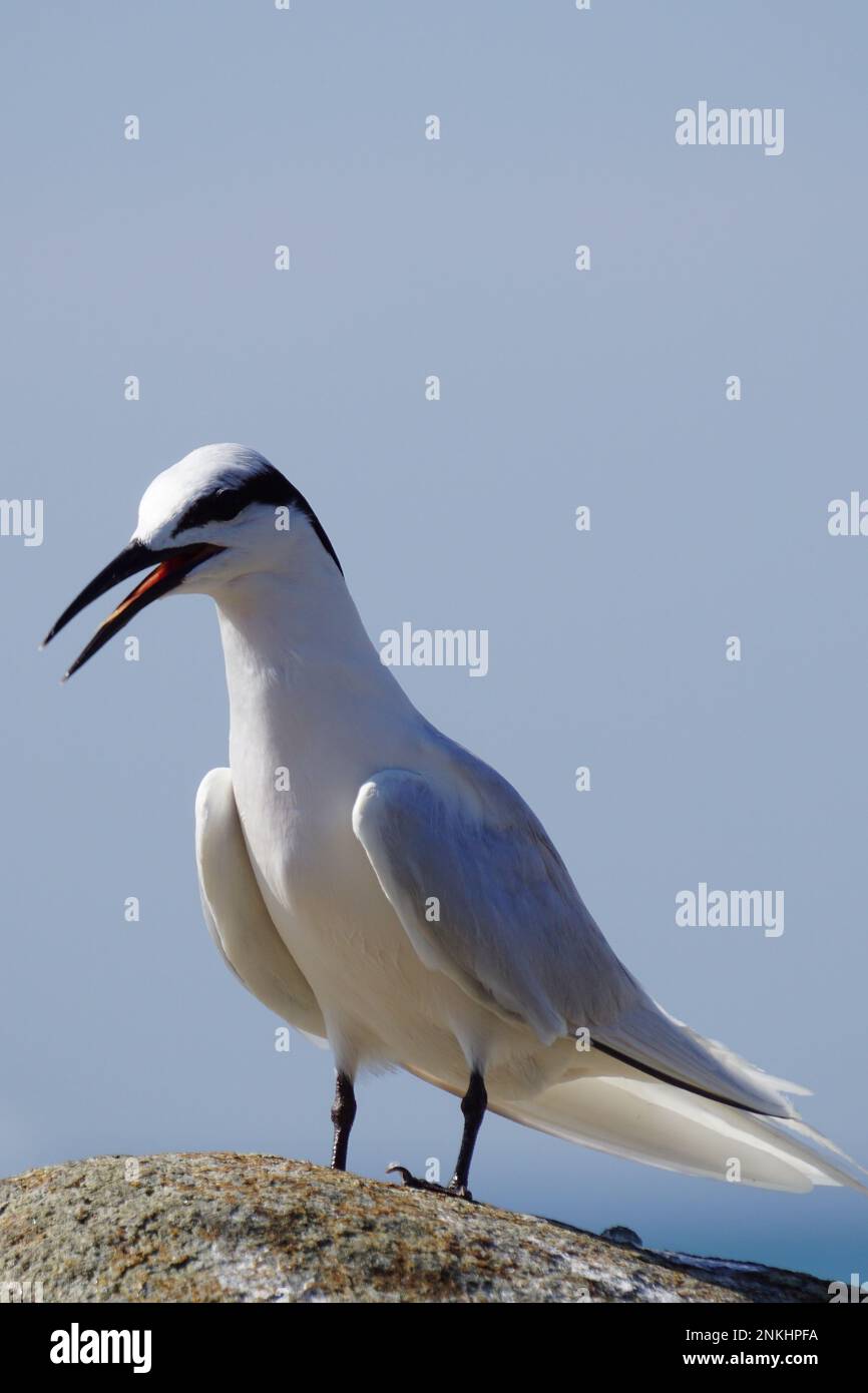 Forsters tern sterna forsteri on beach hi-res stock photography and ...