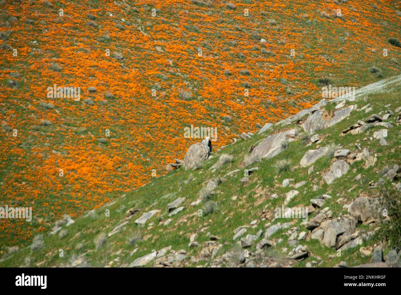 The Kern River Canyon in Kern County, CA, USA is a good place to see ...