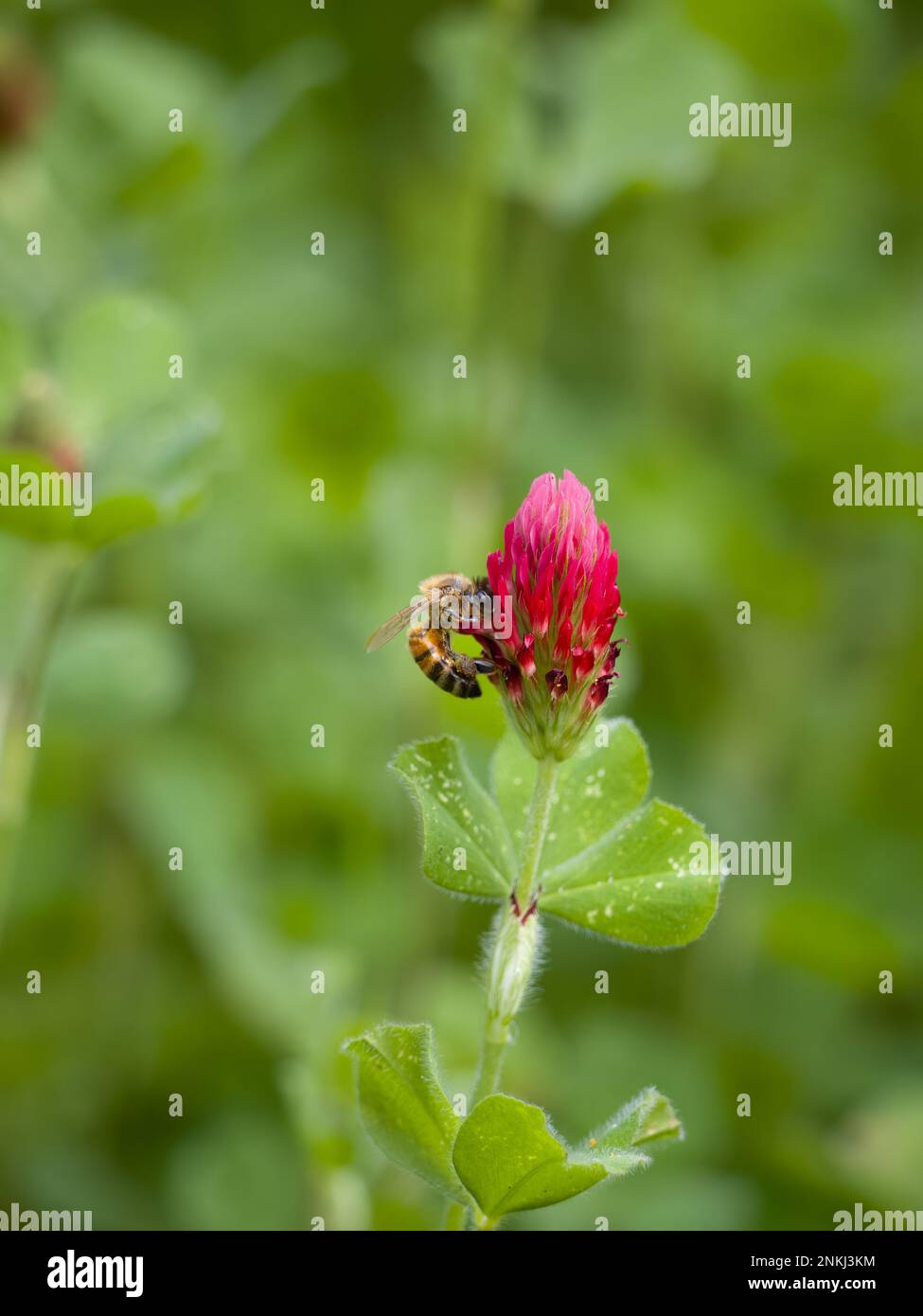 Honey bee perched on a crimson clover flower gathering pollen ...