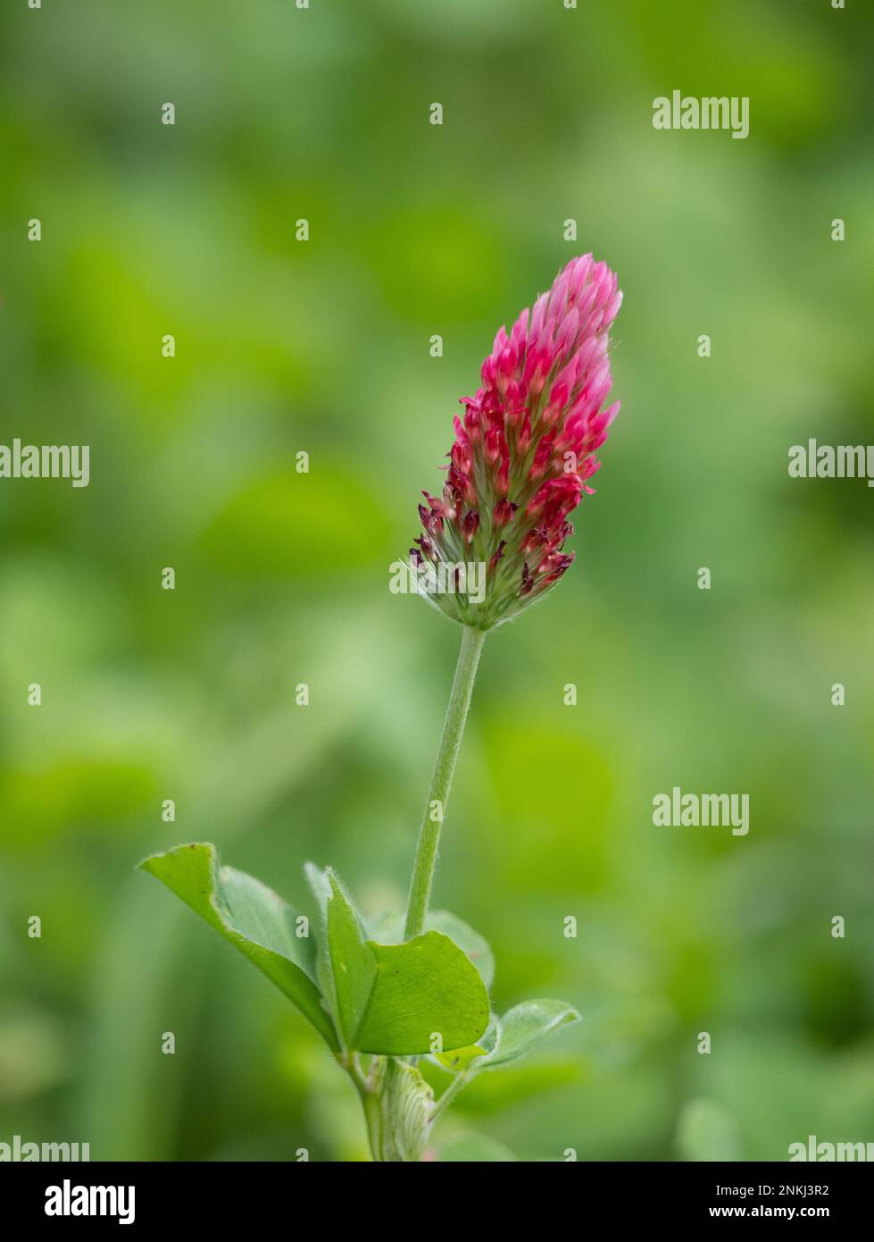 Single pink-colored crimson clover blossom photographed close up with a ...