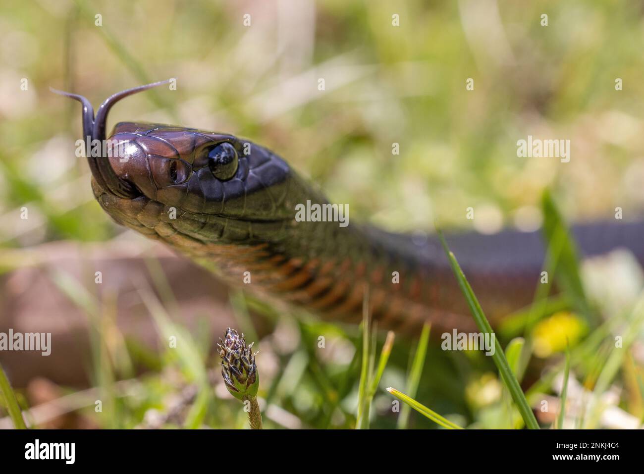 Highly venomous Red-bellied Black Snake flickering it's tongue Stock ...