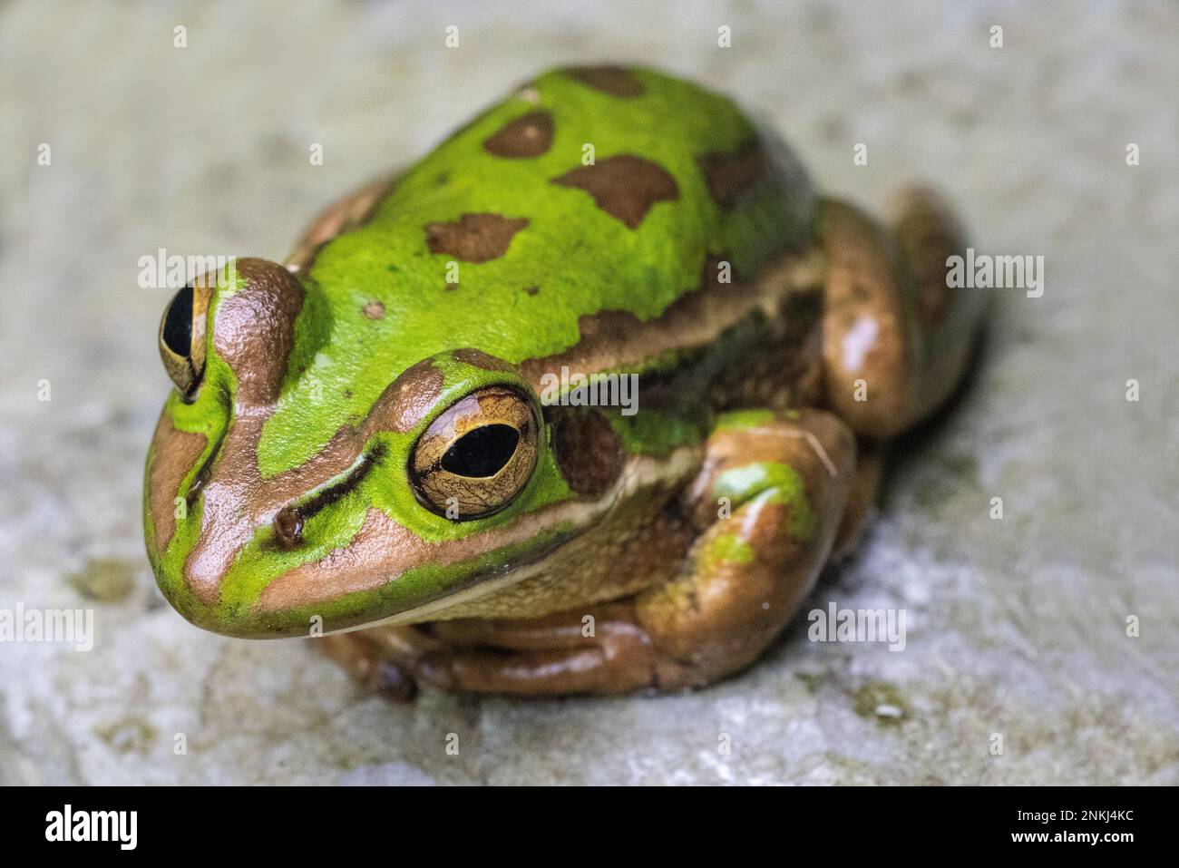 Australian endangered Green and Golden Bell Frog Stock Photo - Alamy