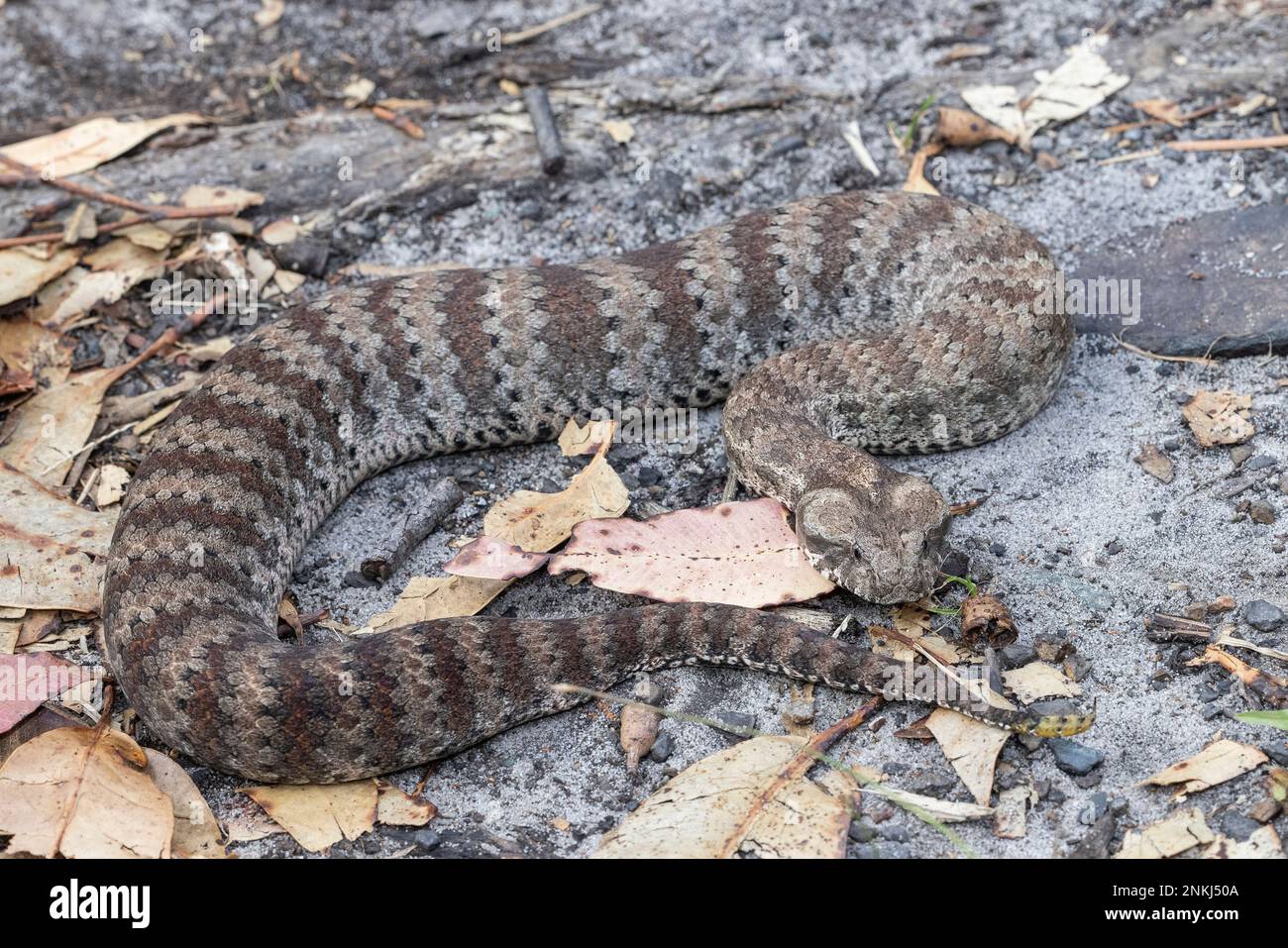 Highly Venomous Australian Common Death Adder Stock Photo - Alamy
