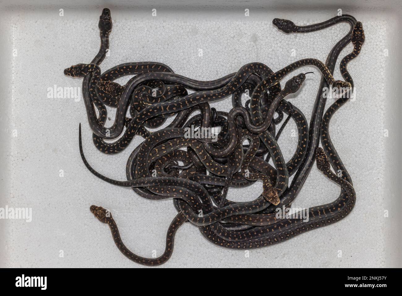 Australian pythons hi-res stock photography and images - Alamy