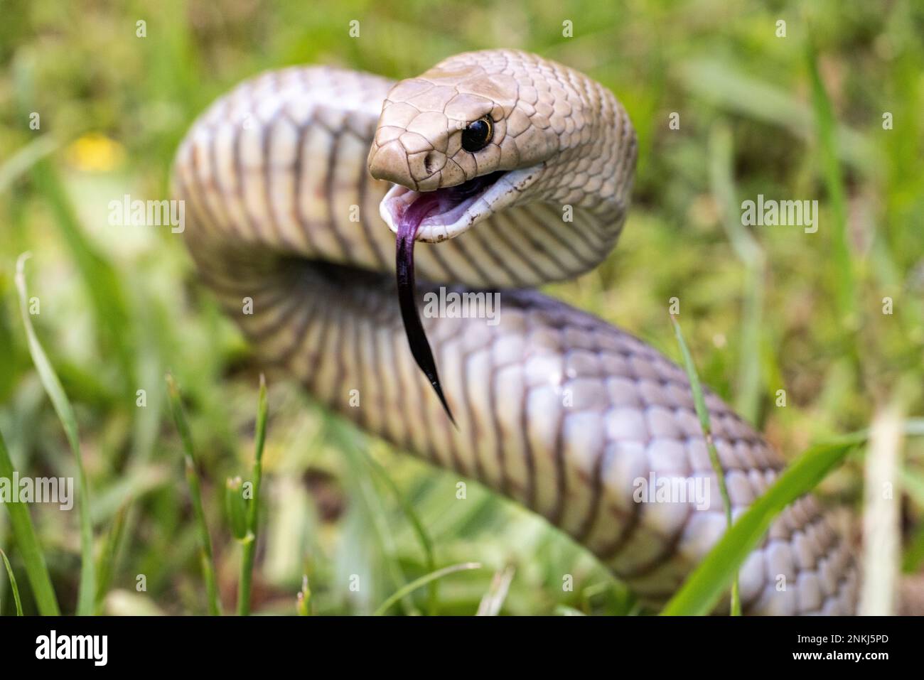 Highly Venomous Eastern Brown Snake Stock Photo - Alamy