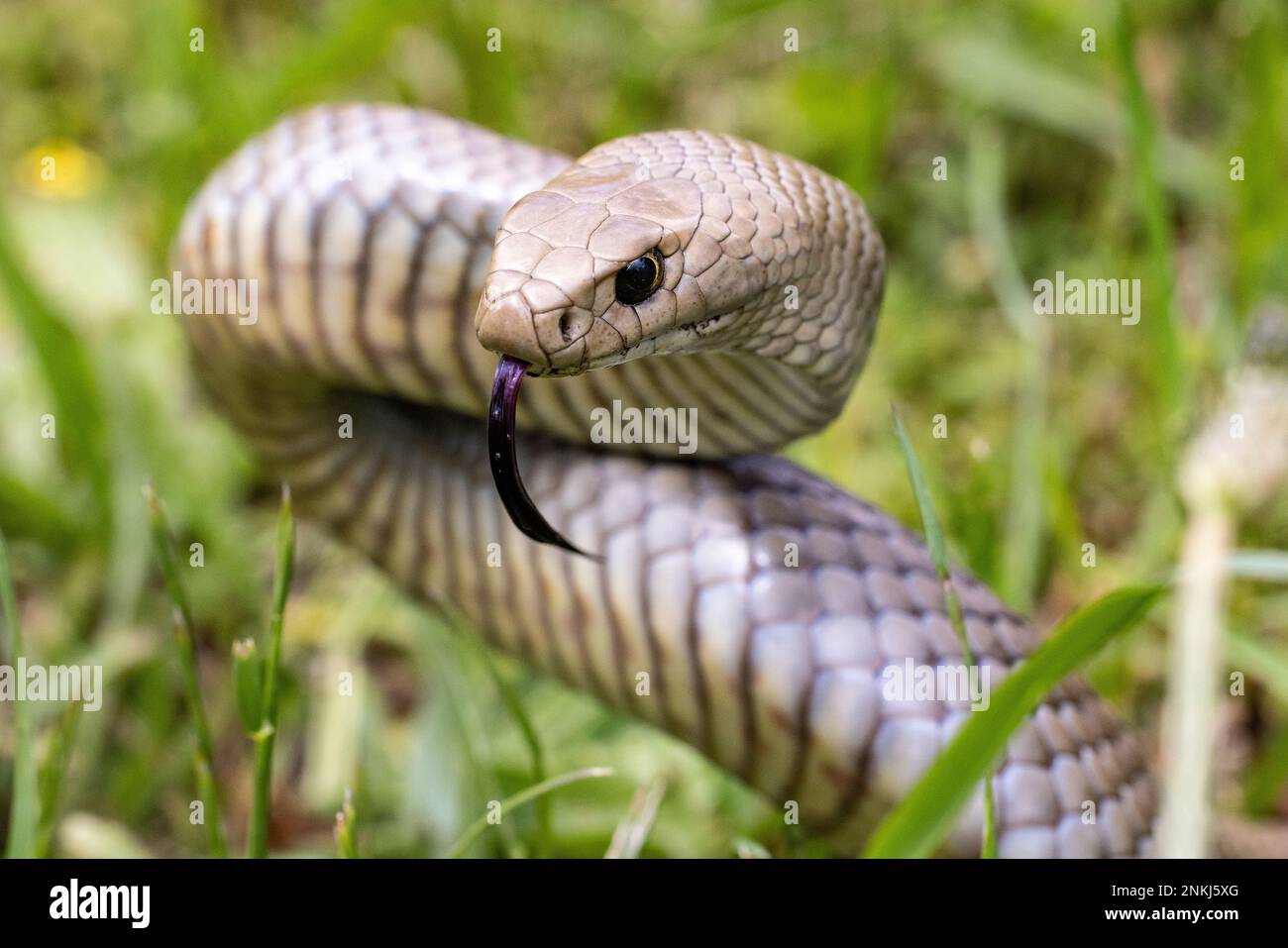 Eastern brown snake hi-res stock photography and images - Alamy